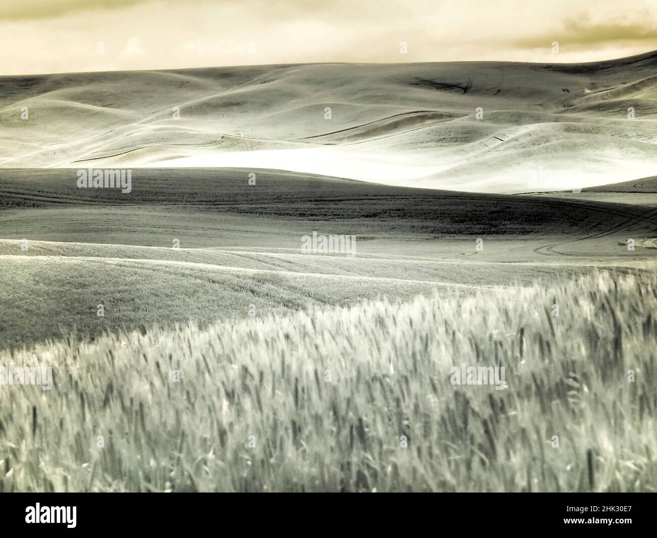 USA, Washington State, Palouse. Crops growing on the rolling hills of ...