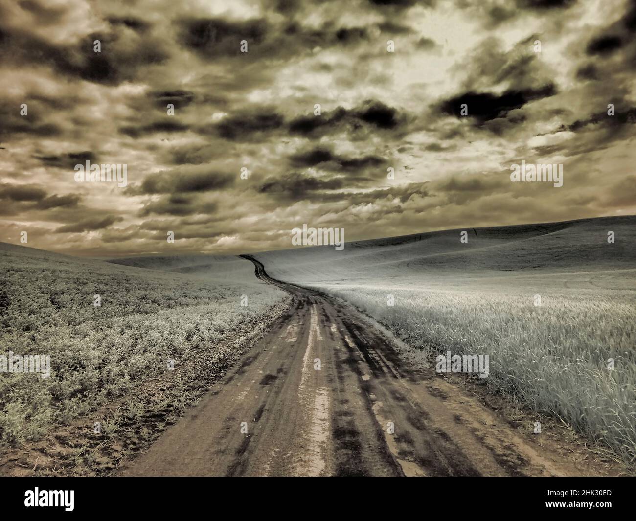 USA, Washington State, Palouse. Country backroad through spring crops ...
