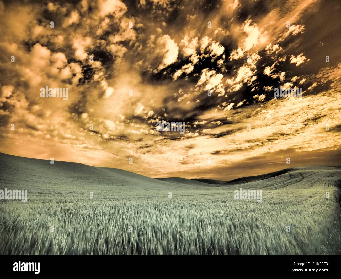 USA, Washington State, Palouse. wheat field and clouds Stock Photo - Alamy