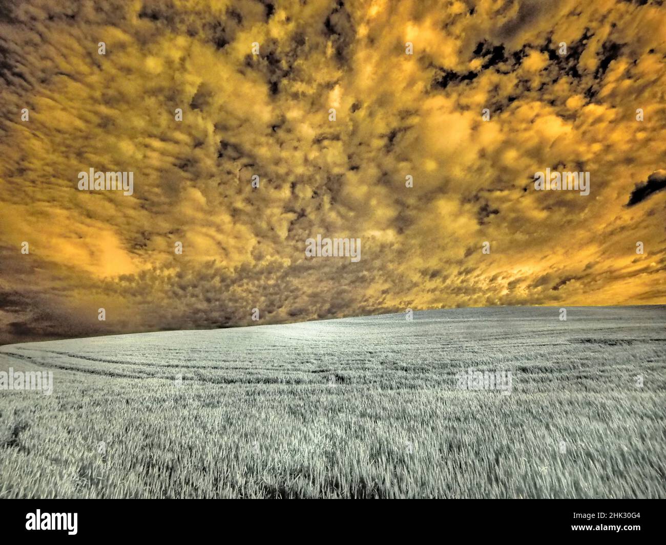 USA, Washington State, Palouse. wheat field and clouds Stock Photo - Alamy