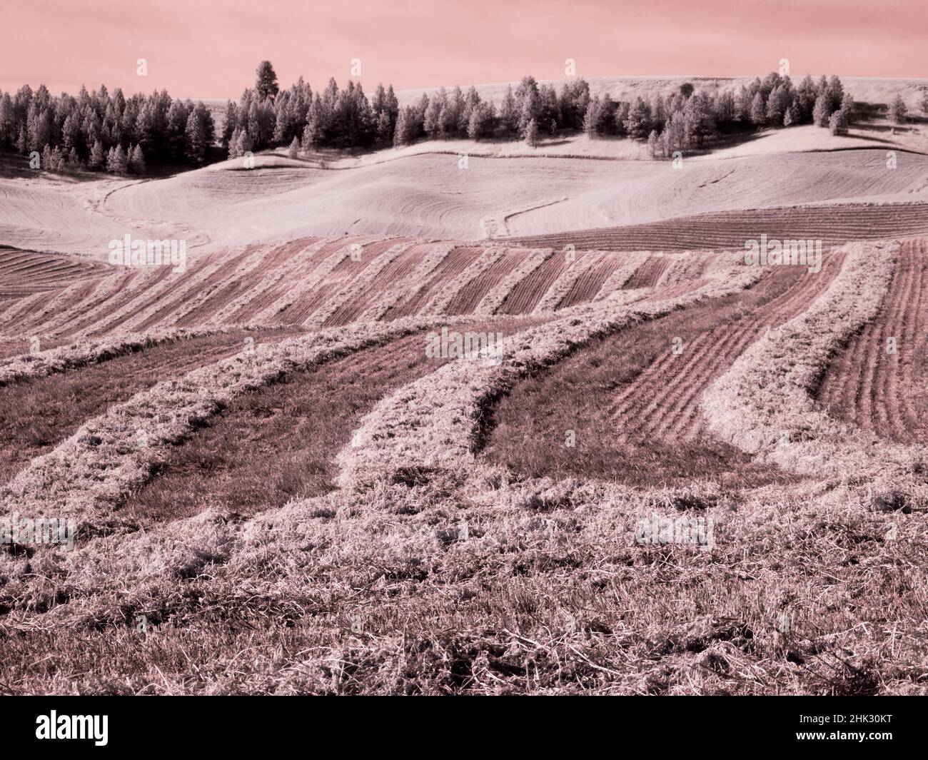 Harvest lines in cut field hi-res stock photography and images - Alamy
