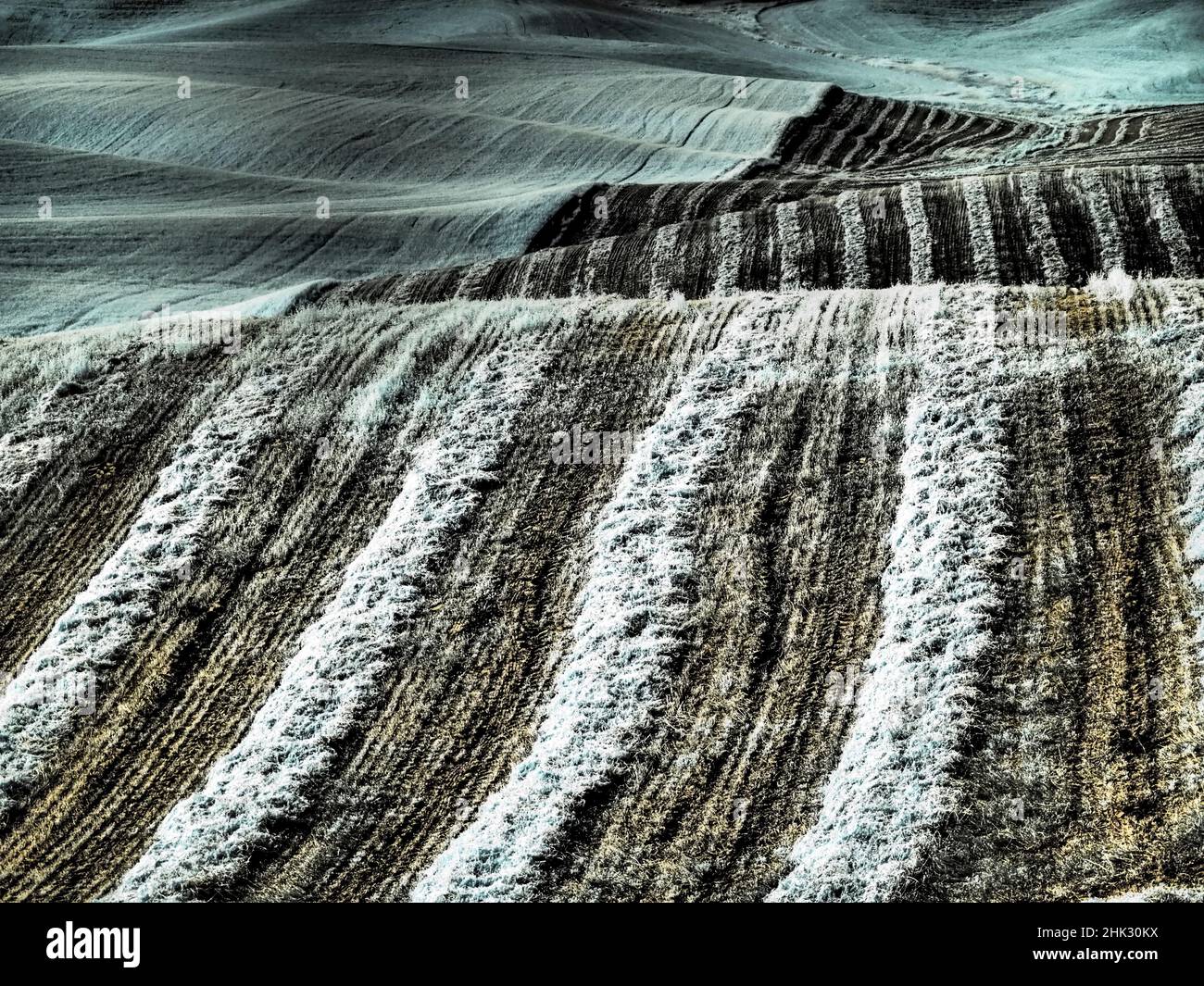 USA, Washington State, Palouse region, Harvest cut lines in Field Stock ...