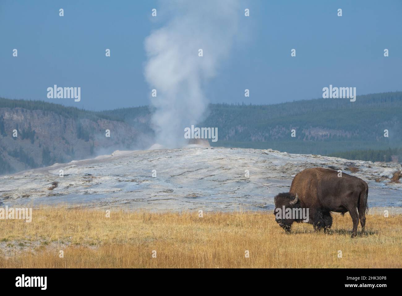 USA, Wyoming, Yellowstone National Park, Upper Geyser Basin. Lone male ...