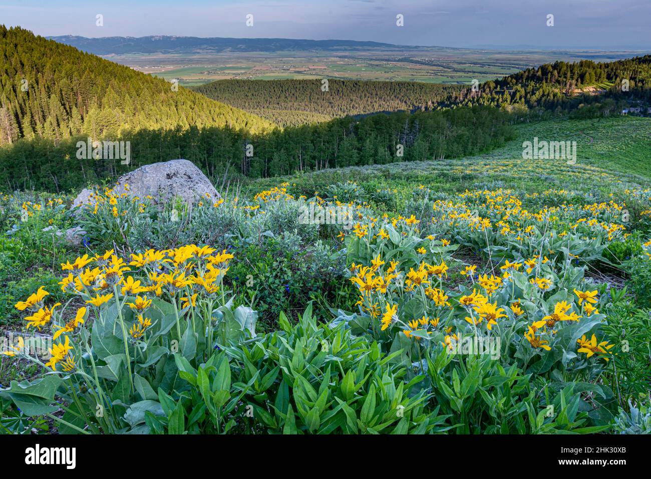USA, Wyoming. Arrowleaf balsamroot wildflowers in meadow, summer ...