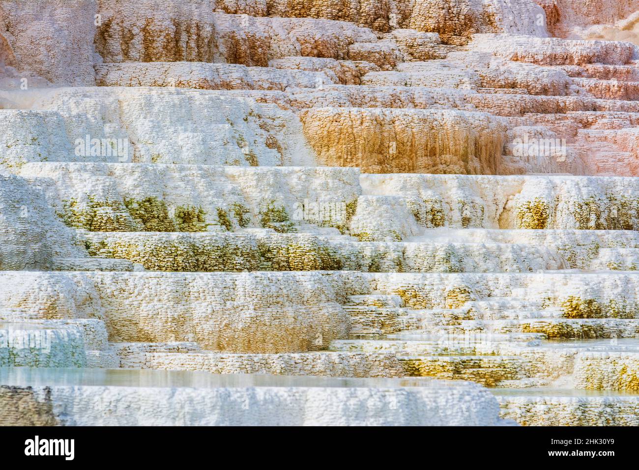 Travertine terraces at Minerva Spring, Mammoth Hot Springs, Yellowstone National Park, Wyoming ...