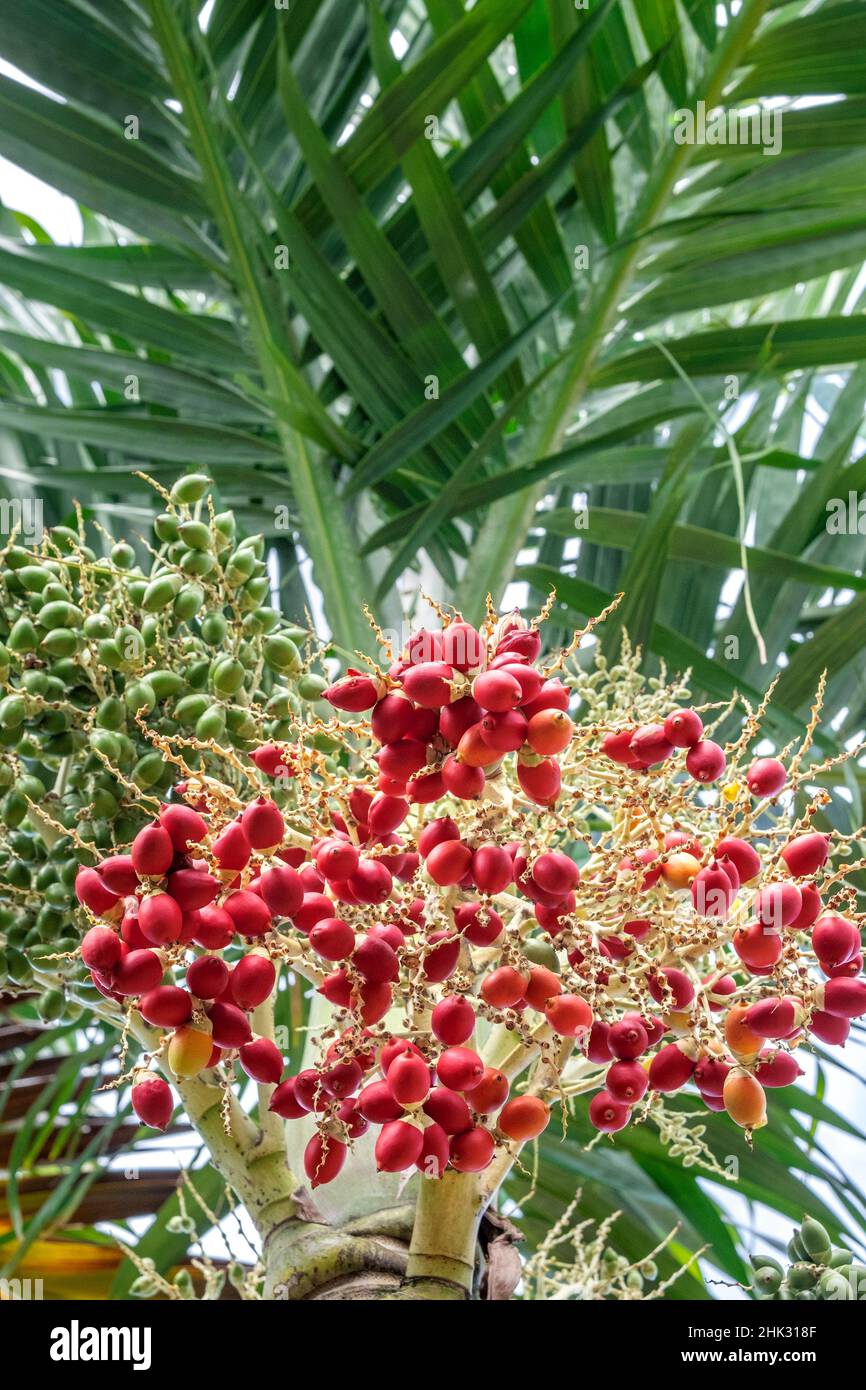 Manila Palm tree Stock Photo - Alamy