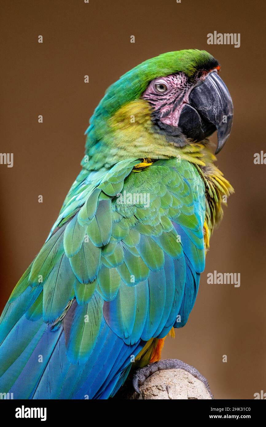 The Dominican green-and-yellow macaw Stock Photo - Alamy