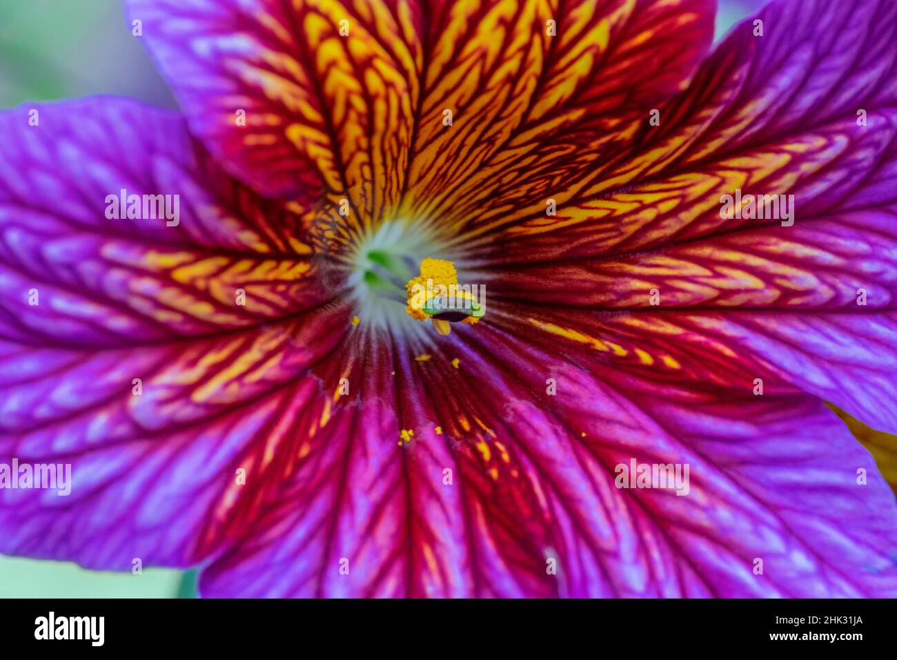 Painted tongue flower Stock Photo - Alamy