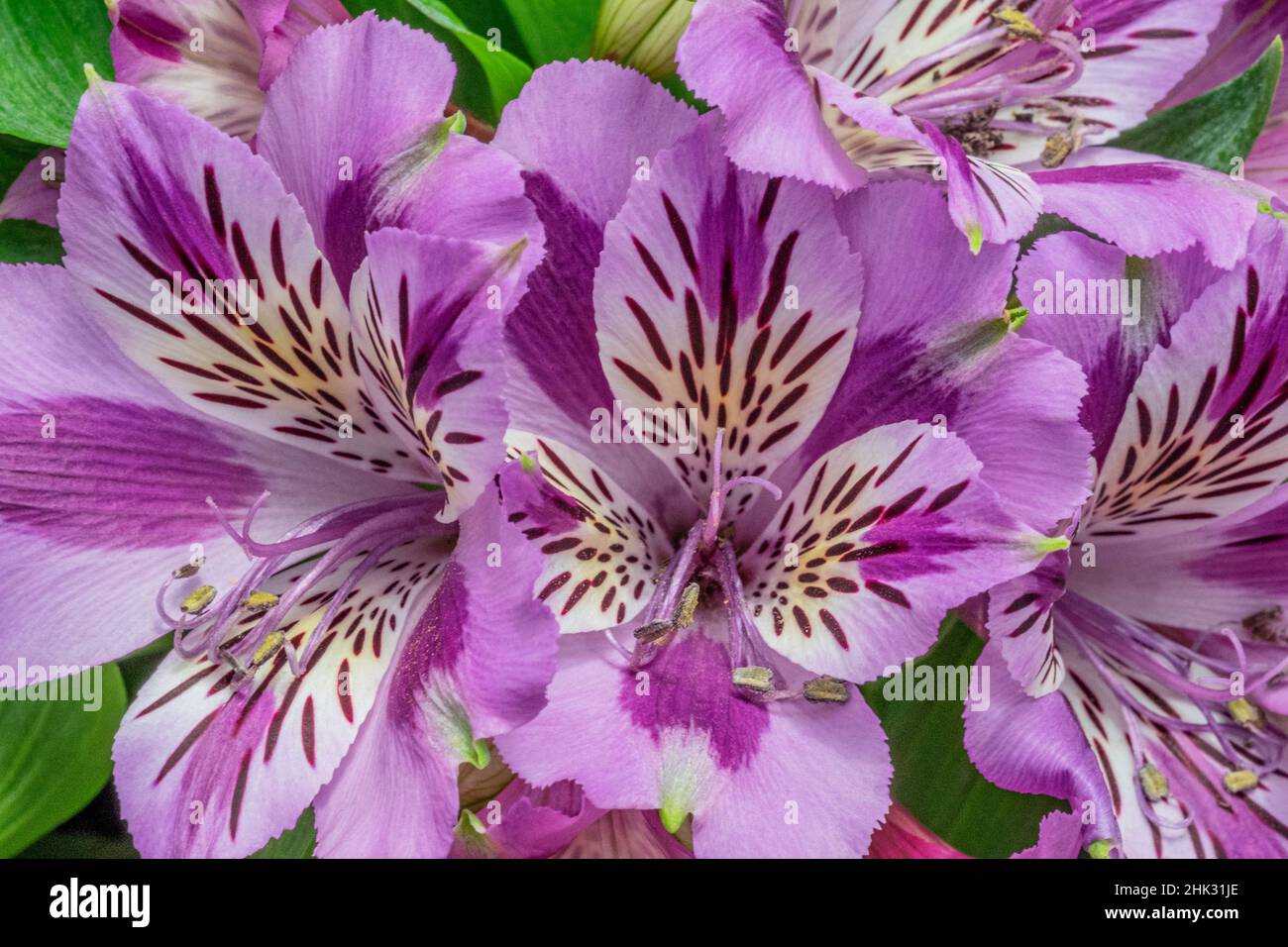 Peruvian lily of the incas alstroemeria aurea flower hi-res stock ...