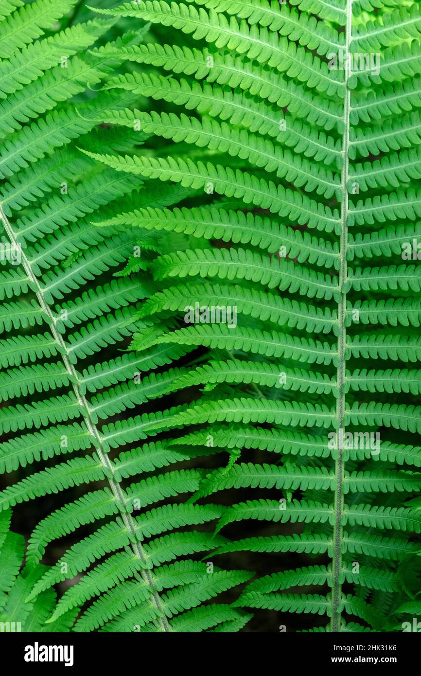 Log fern, Wood Fern Stock Photo - Alamy