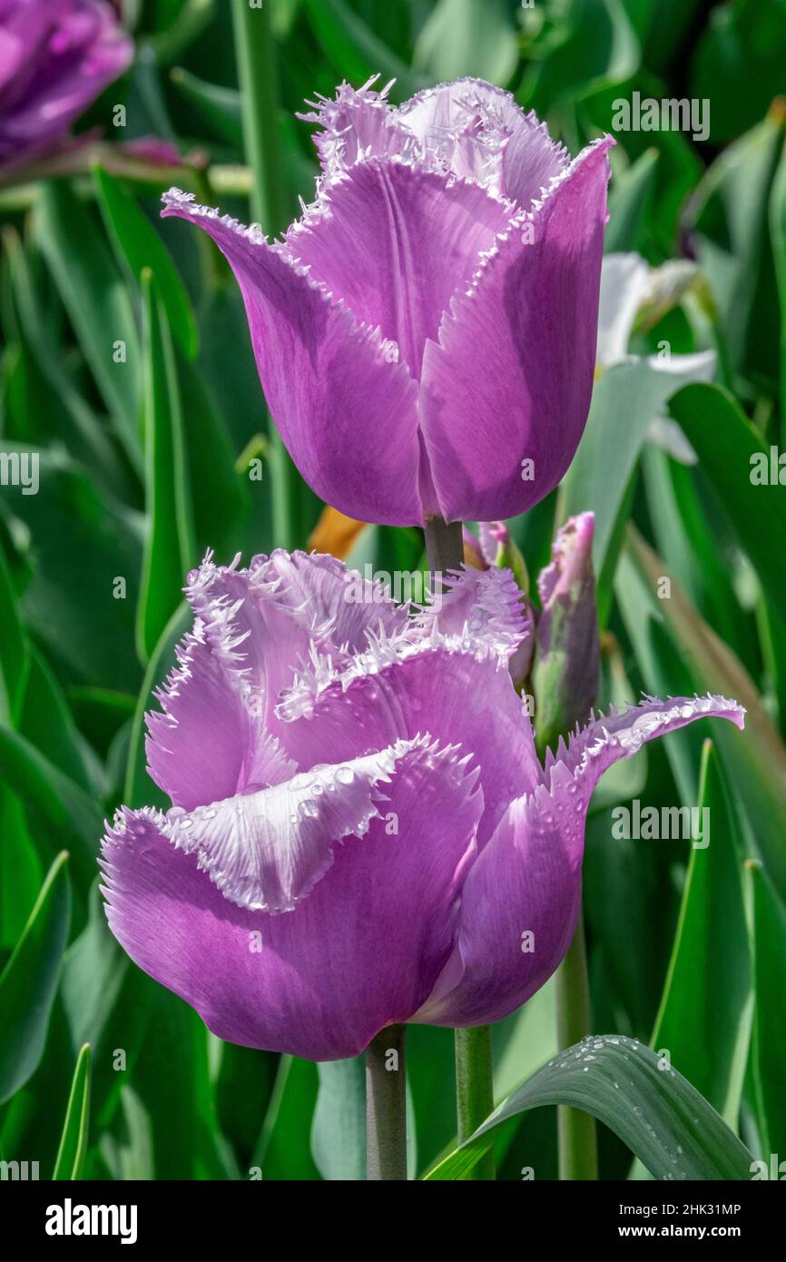 Ruffled purple tulip Stock Photo - Alamy