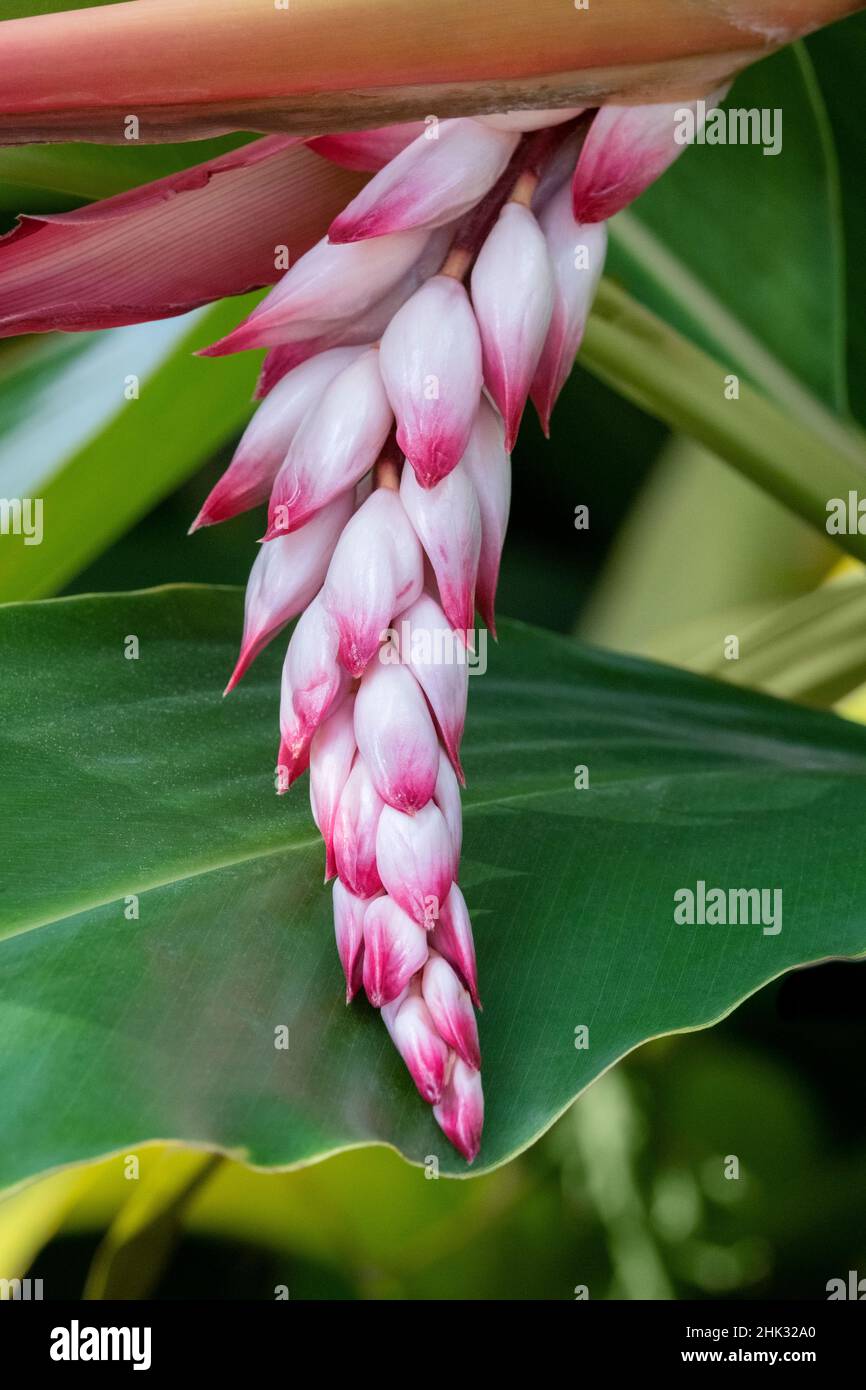Closeup shell ginger alpinia hi-res stock photography and images - Alamy