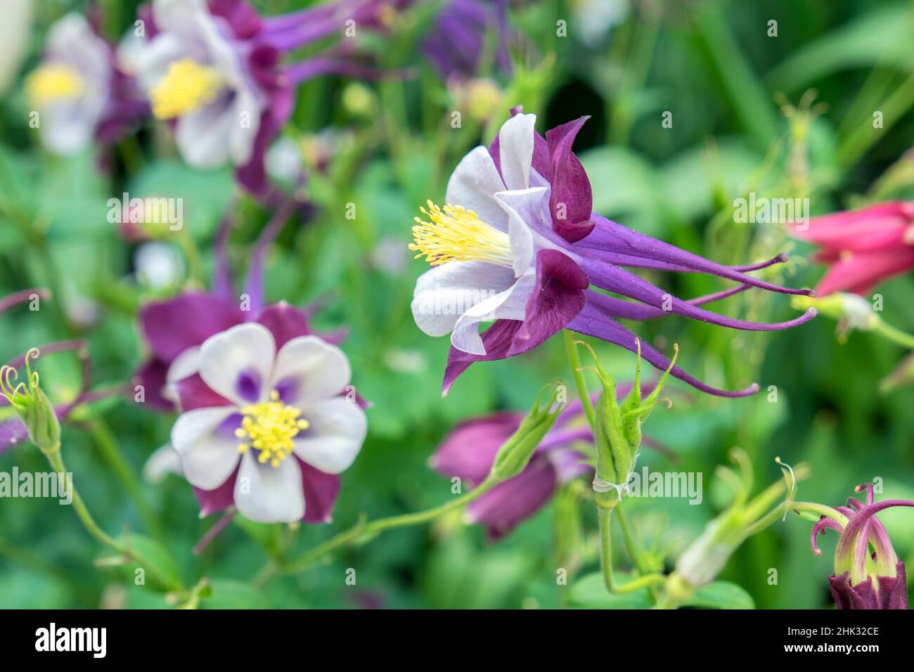 Columbine flowers, USA Stock Photo - Alamy