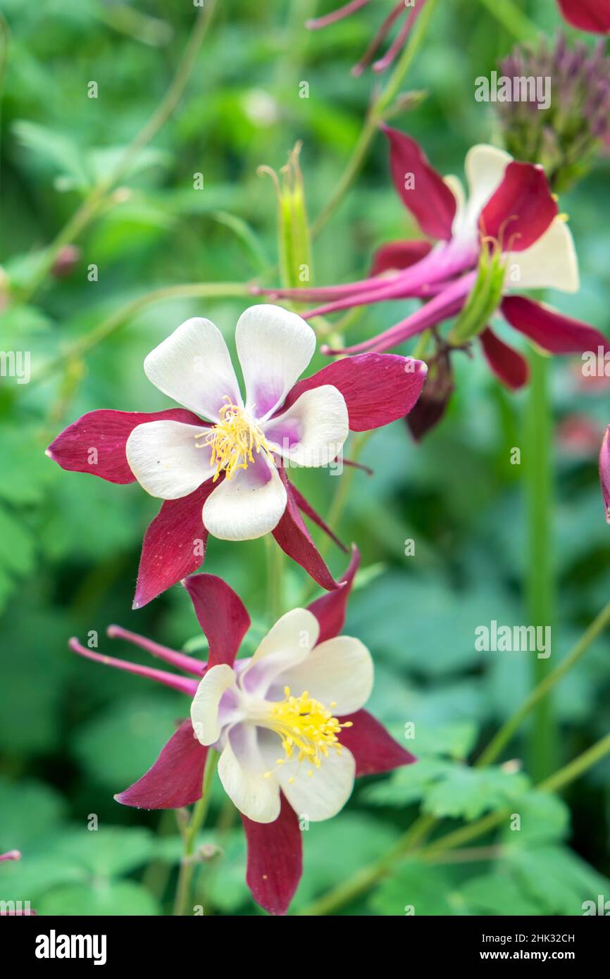 Columbine flowers, USA Stock Photo - Alamy