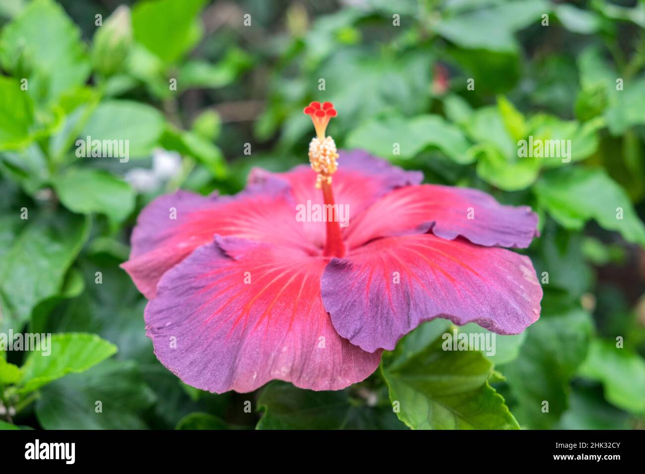 Tropical flora garden night close hi-res stock photography and images ...
