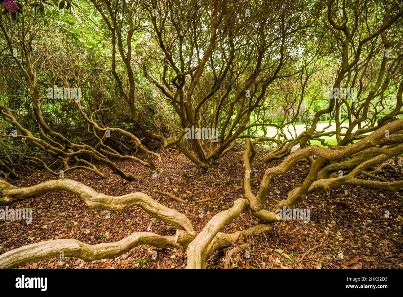 Sweden, Scania, Molle, Krapperups Slott castle, ancient home of the ...
