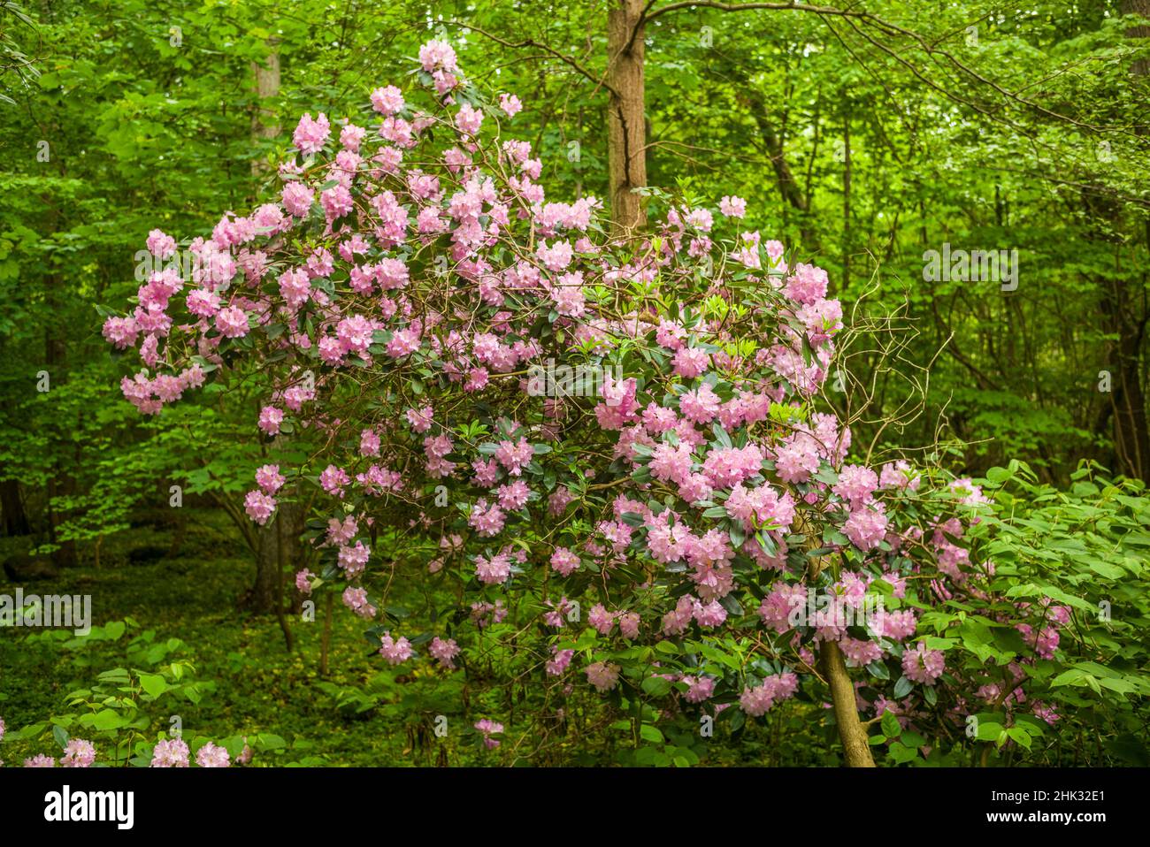 Sweden, Scania, Molle, Krapperups Slott castle, ancient home of the ...
