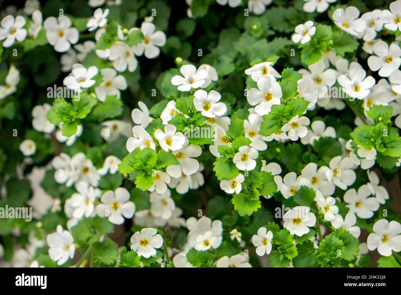 White bacopa hi-res stock photography and images - Alamy