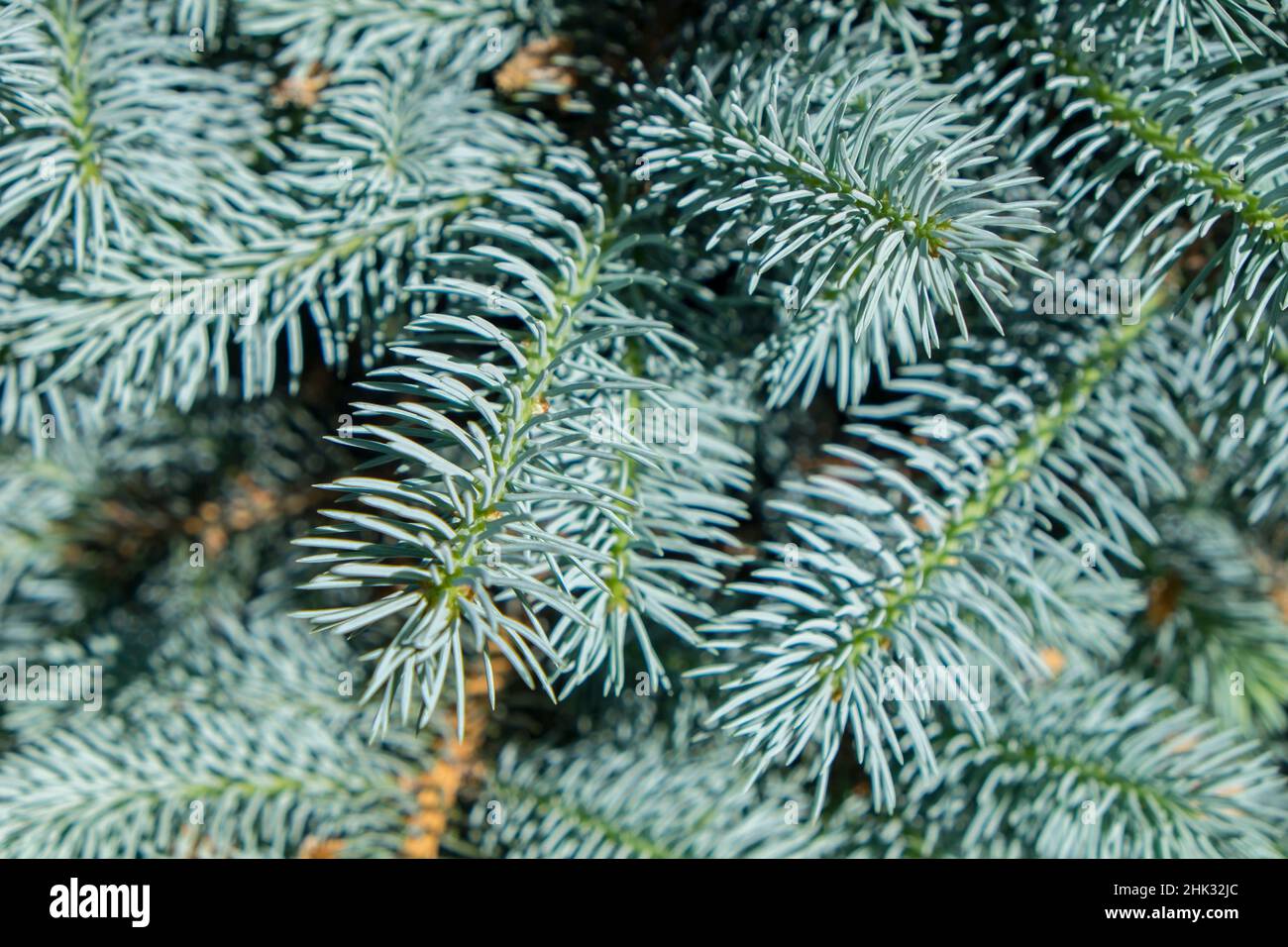Blue Spruce branches, USA Stock Photo - Alamy
