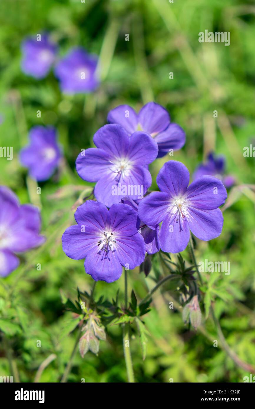 Periwinkle cranesbill, Johnson's Blue geranium Stock Photo - Alamy