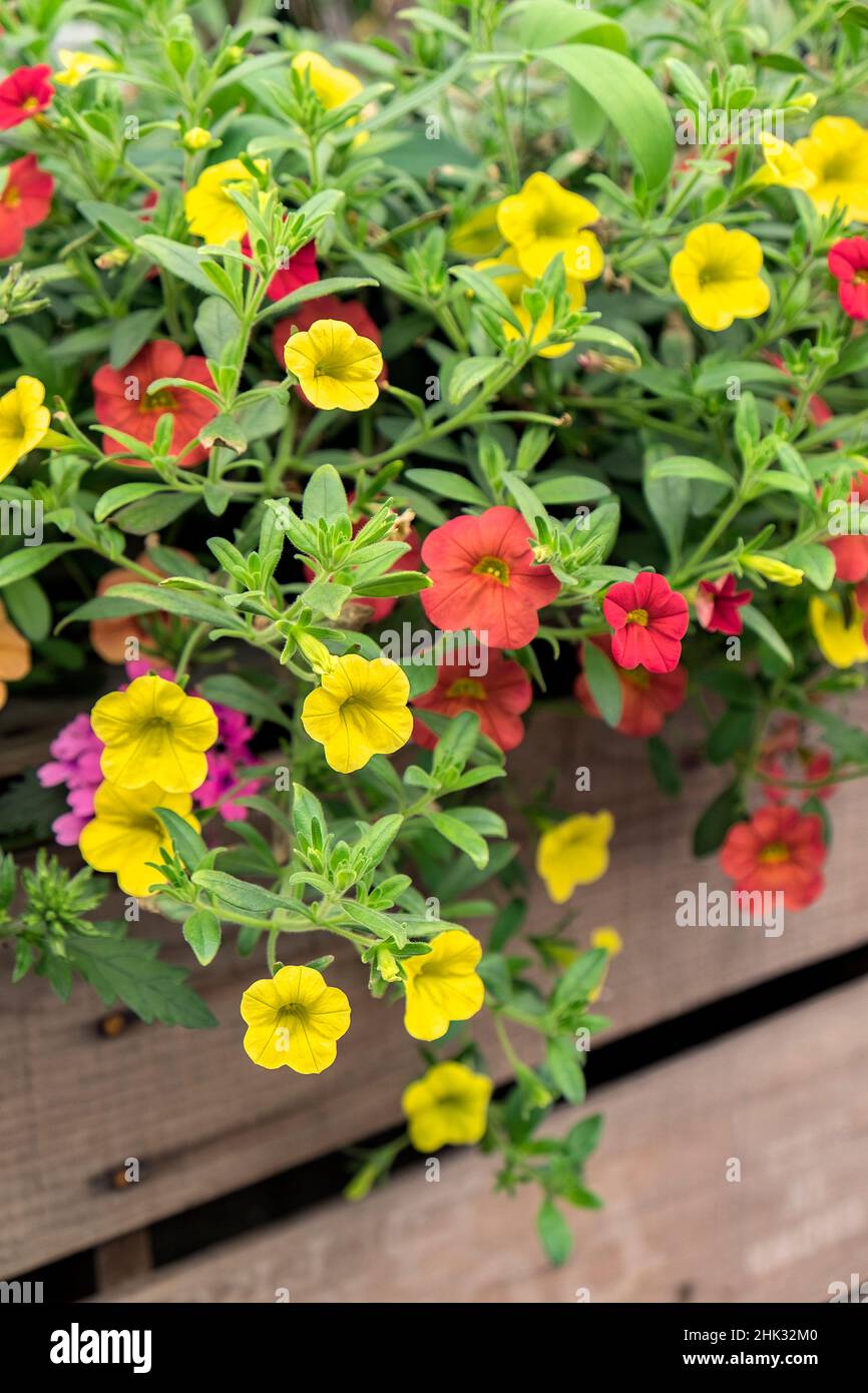 Yellow and red Million Bells, USA Stock Photo - Alamy