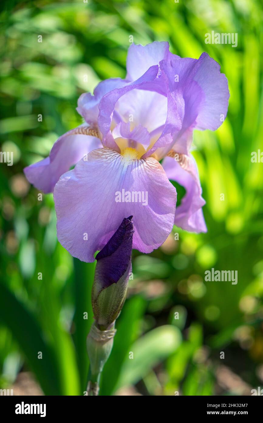 Purple bearded iris, USA Stock Photo - Alamy