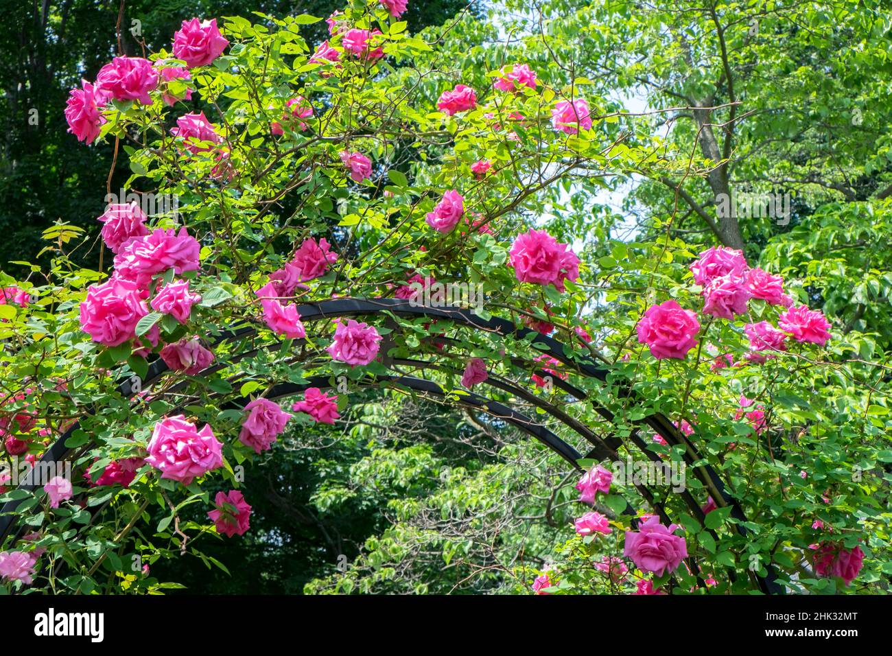 Pink rose arbor hi-res stock photography and images - Alamy