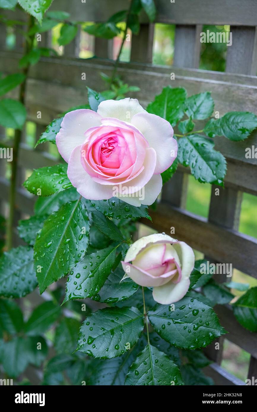 Pink Pierre de Rosard, Eden, heirloom roses, USA Stock Photo - Alamy