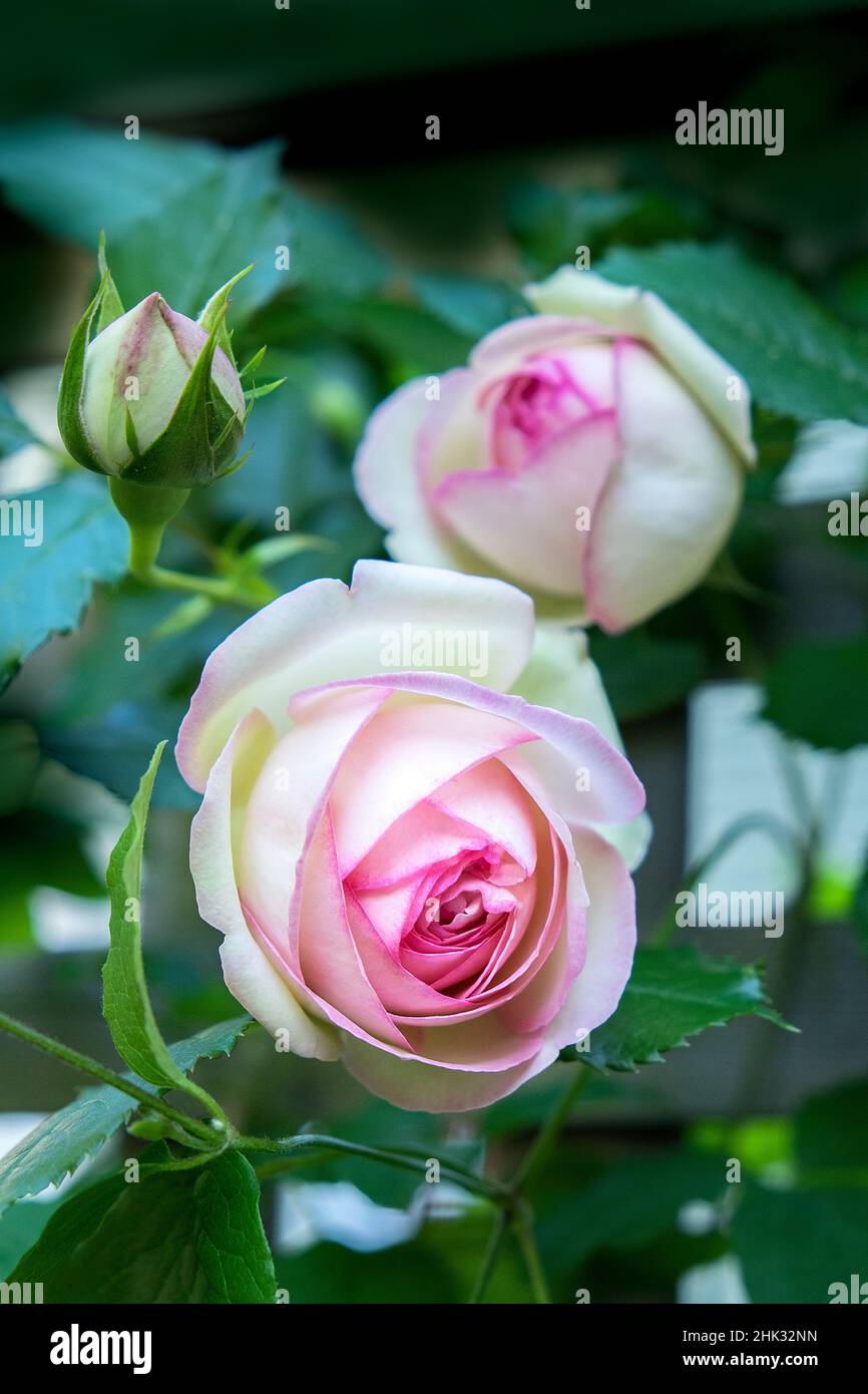 Pink Pierre de Rosard, Eden, heirloom roses, USA Stock Photo - Alamy