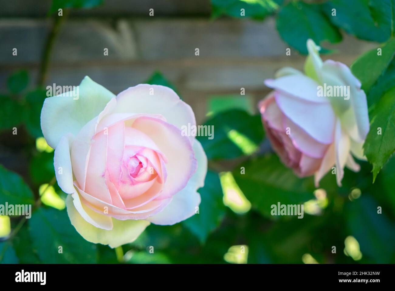 Heirloom roses hi-res stock photography and images - Alamy