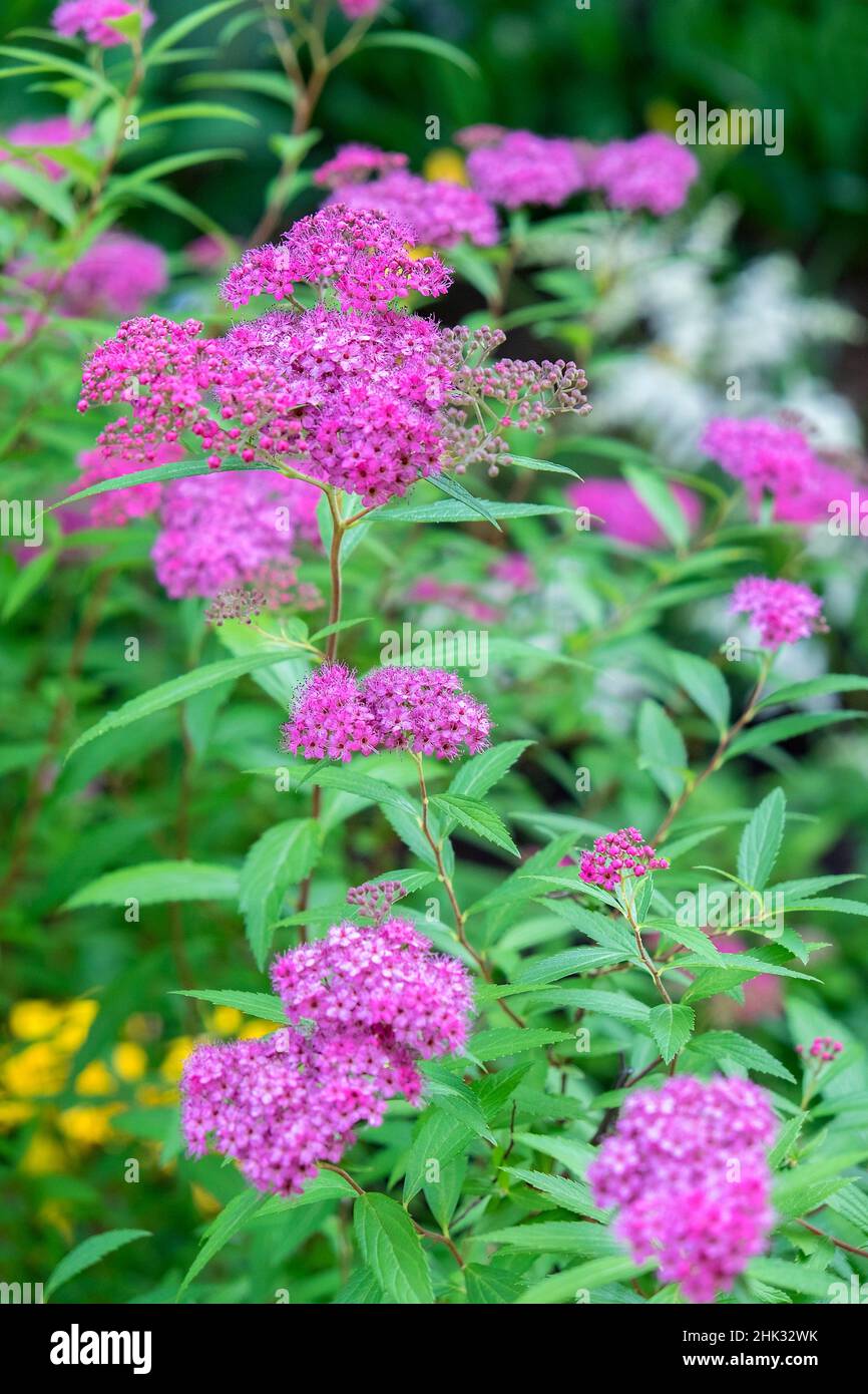 Pink spirea bush, USA Stock Photo - Alamy