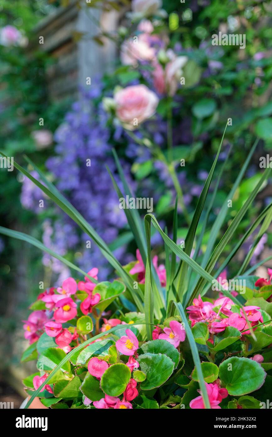 Pink begonia, heirloom roses and clematis, USA Stock Photo - Alamy