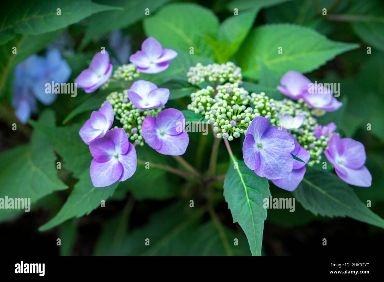 Blue lacecap hydrangea, USA Stock Photo - Alamy
