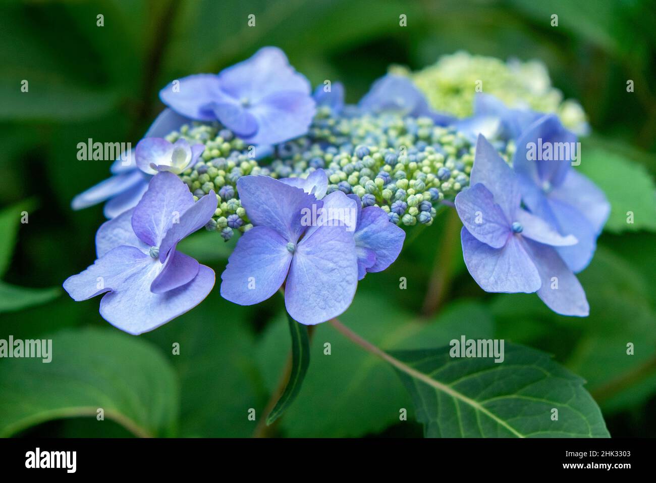 Blue lacecap hydrangea, USA Stock Photo - Alamy