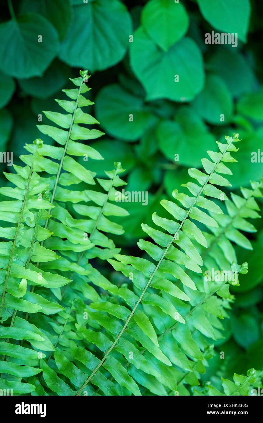 Boston Fern High Resolution Stock Photography and Images - Alamy