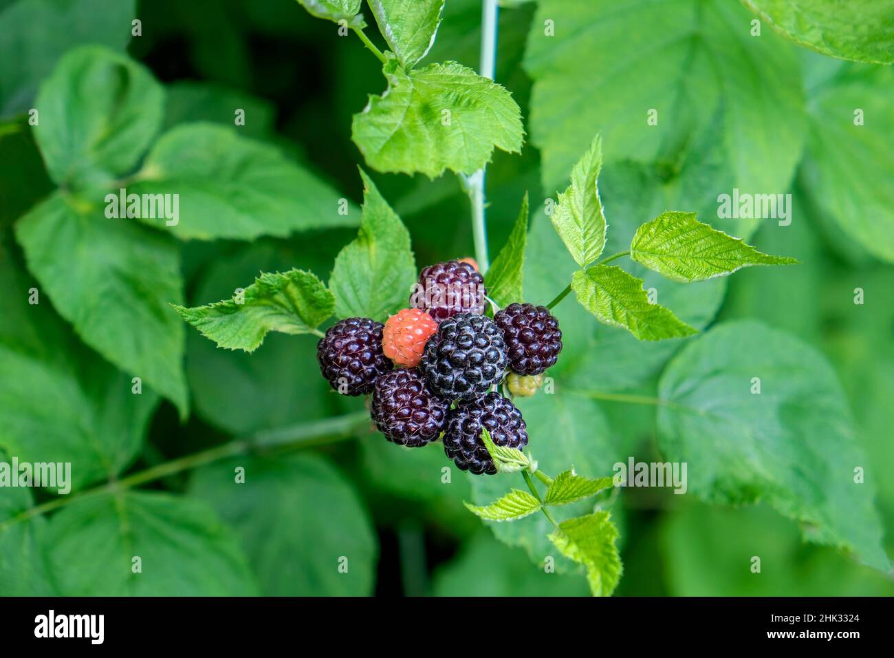 Black raspberries, USA Stock Photo - Alamy