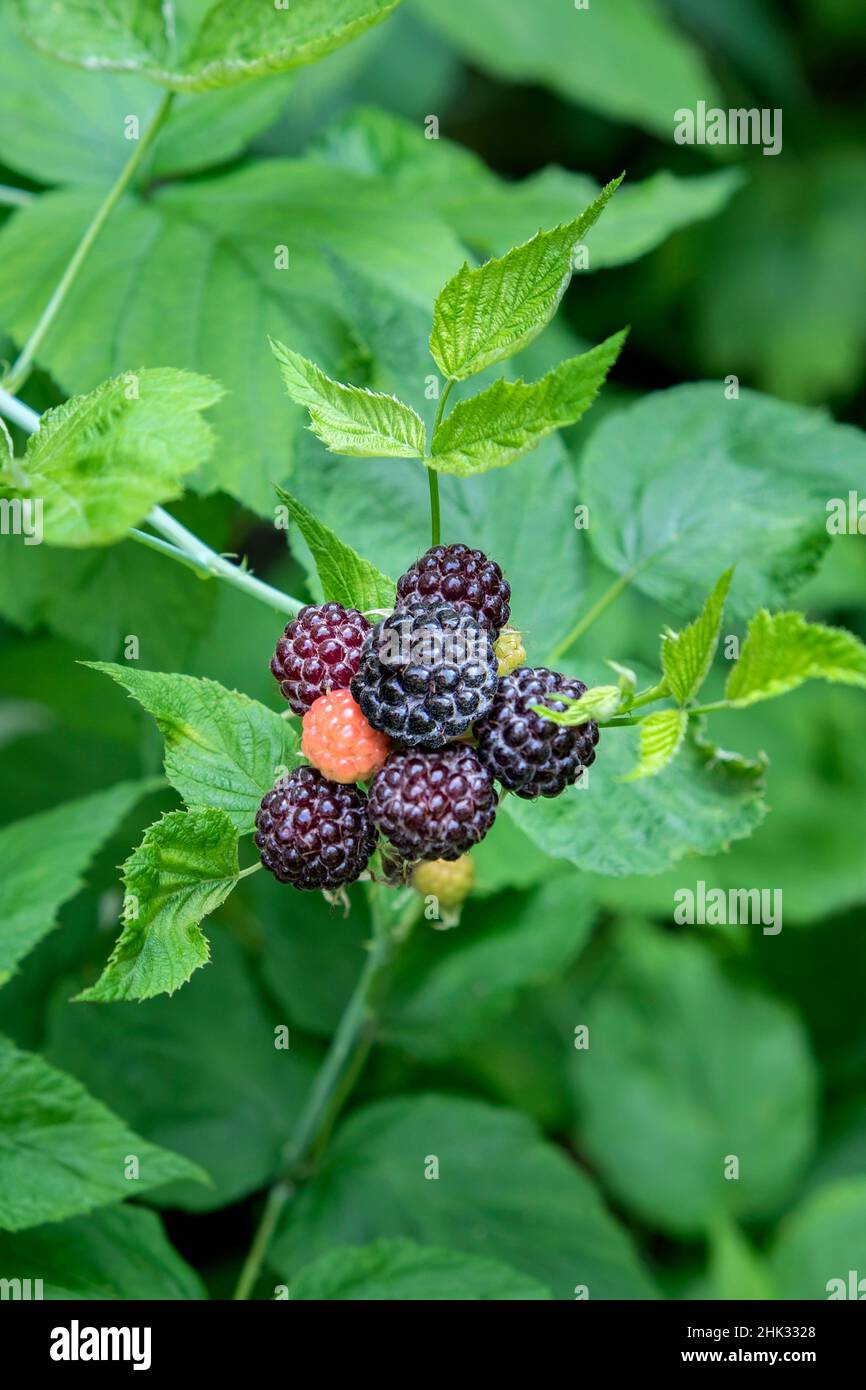 Black raspberries, USA Stock Photo - Alamy