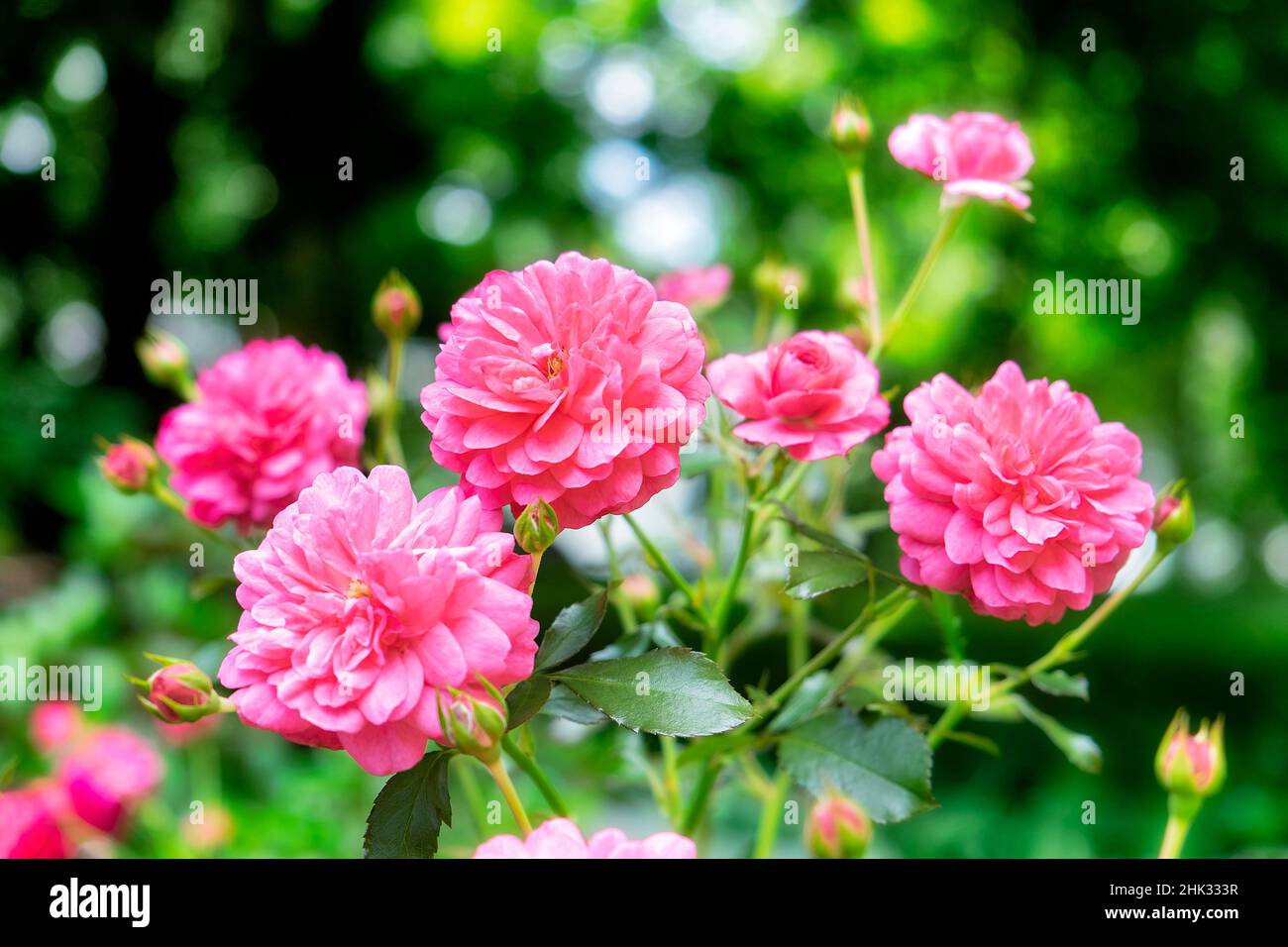 Pink ever-blooming rose bush, USA Stock Photo - Alamy