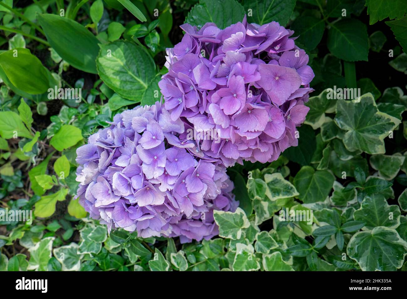 Purple mophead hydrangea hi-res stock photography and images - Alamy