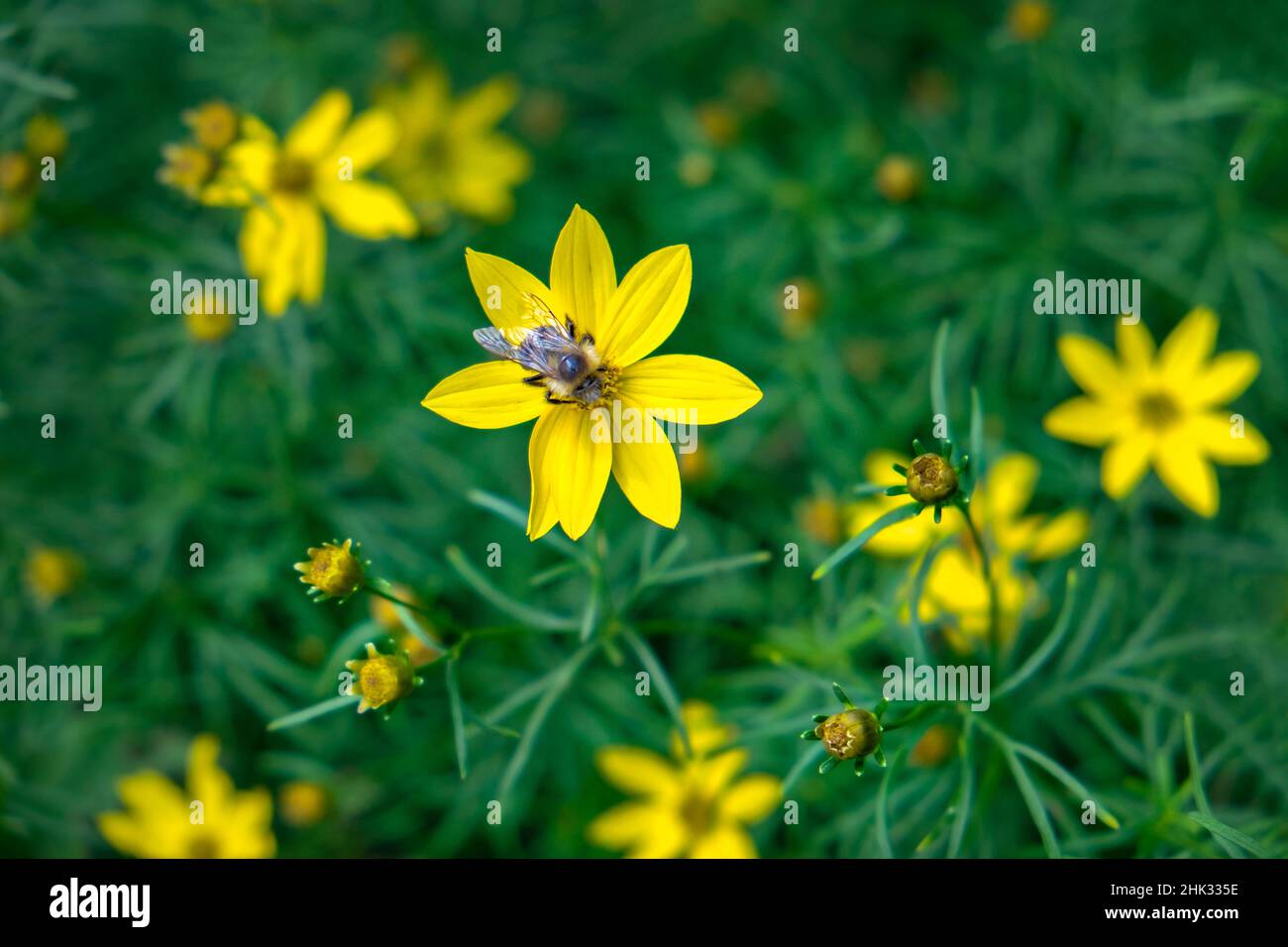 Bee pollinating coreopsis hi-res stock photography and images - Alamy