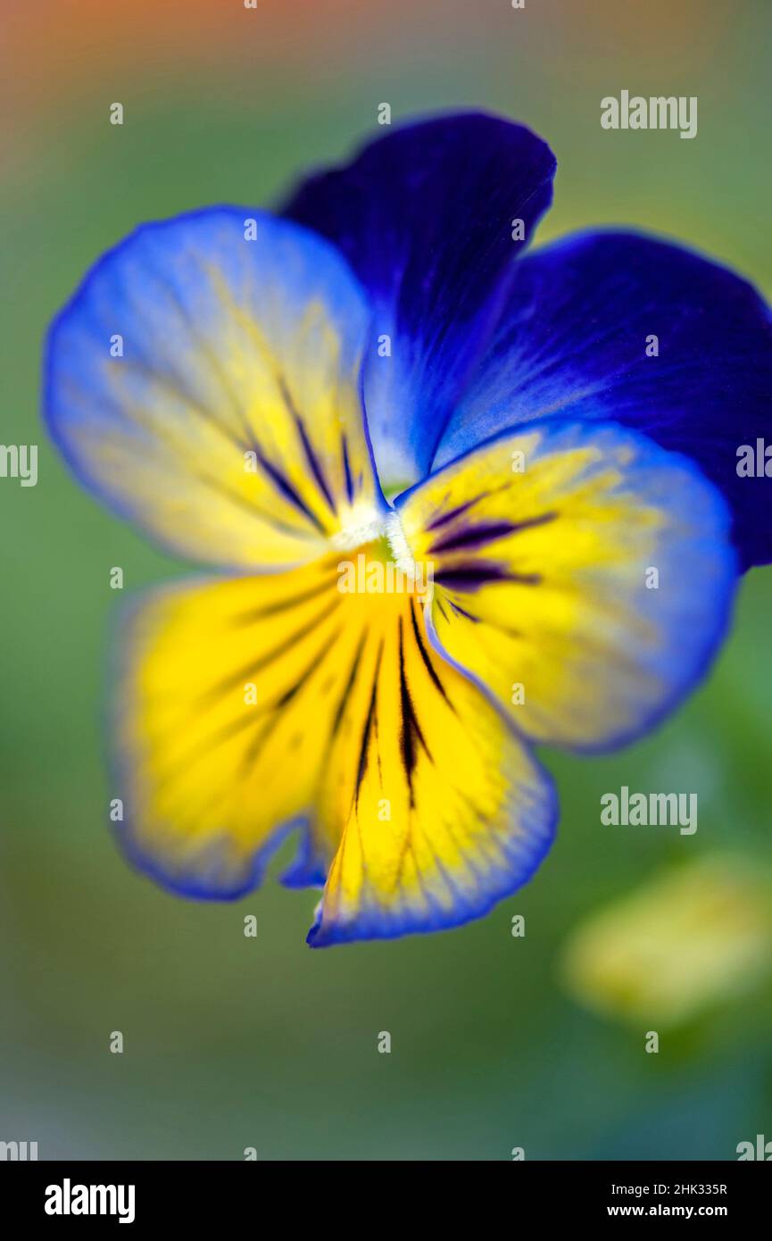 Blue and yellow pansy, USA Stock Photo - Alamy