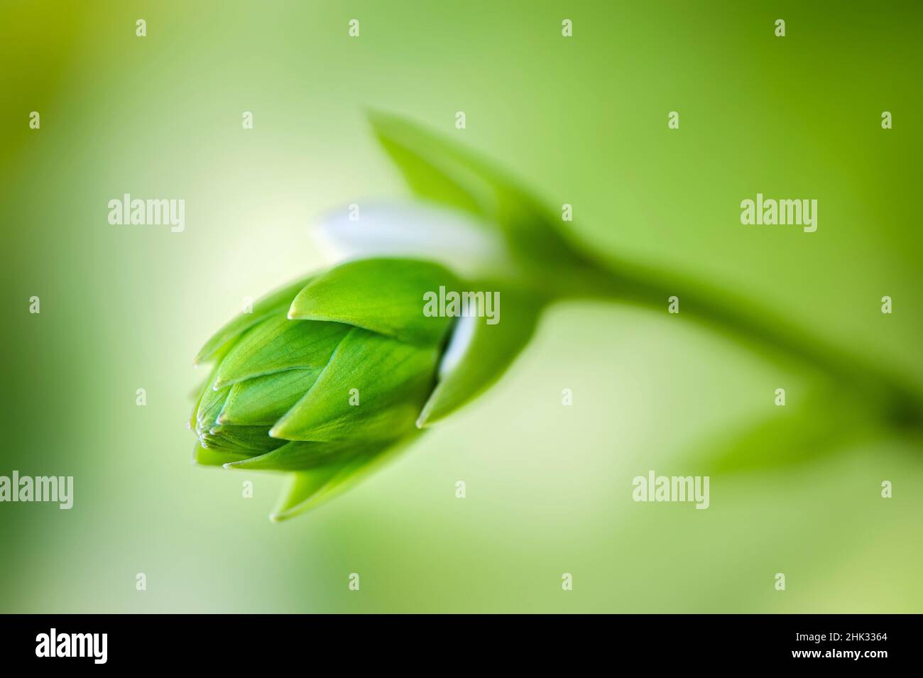 Hosta flower bud, USA Stock Photo - Alamy