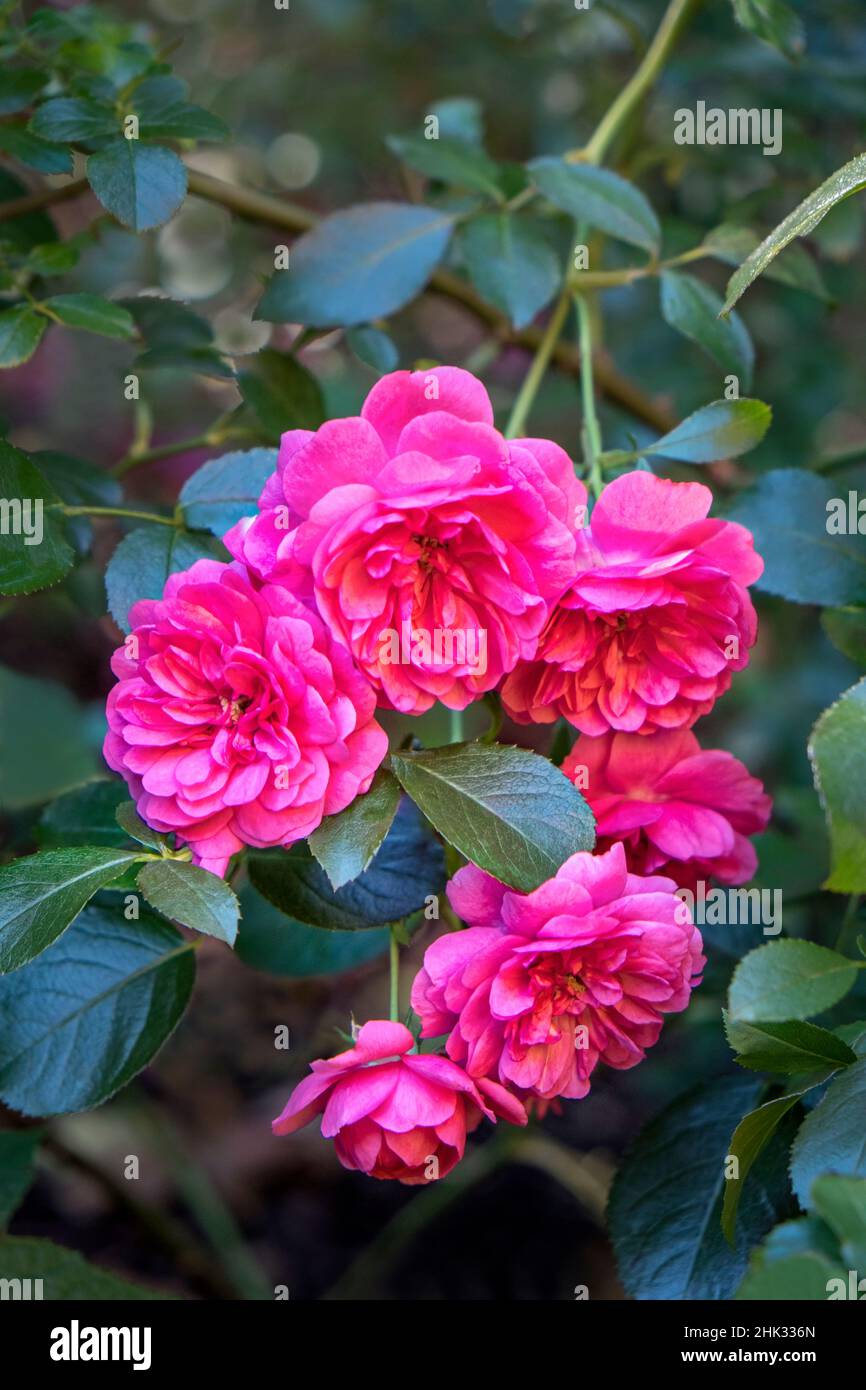Pink ever-blooming rose bush, USA Stock Photo - Alamy