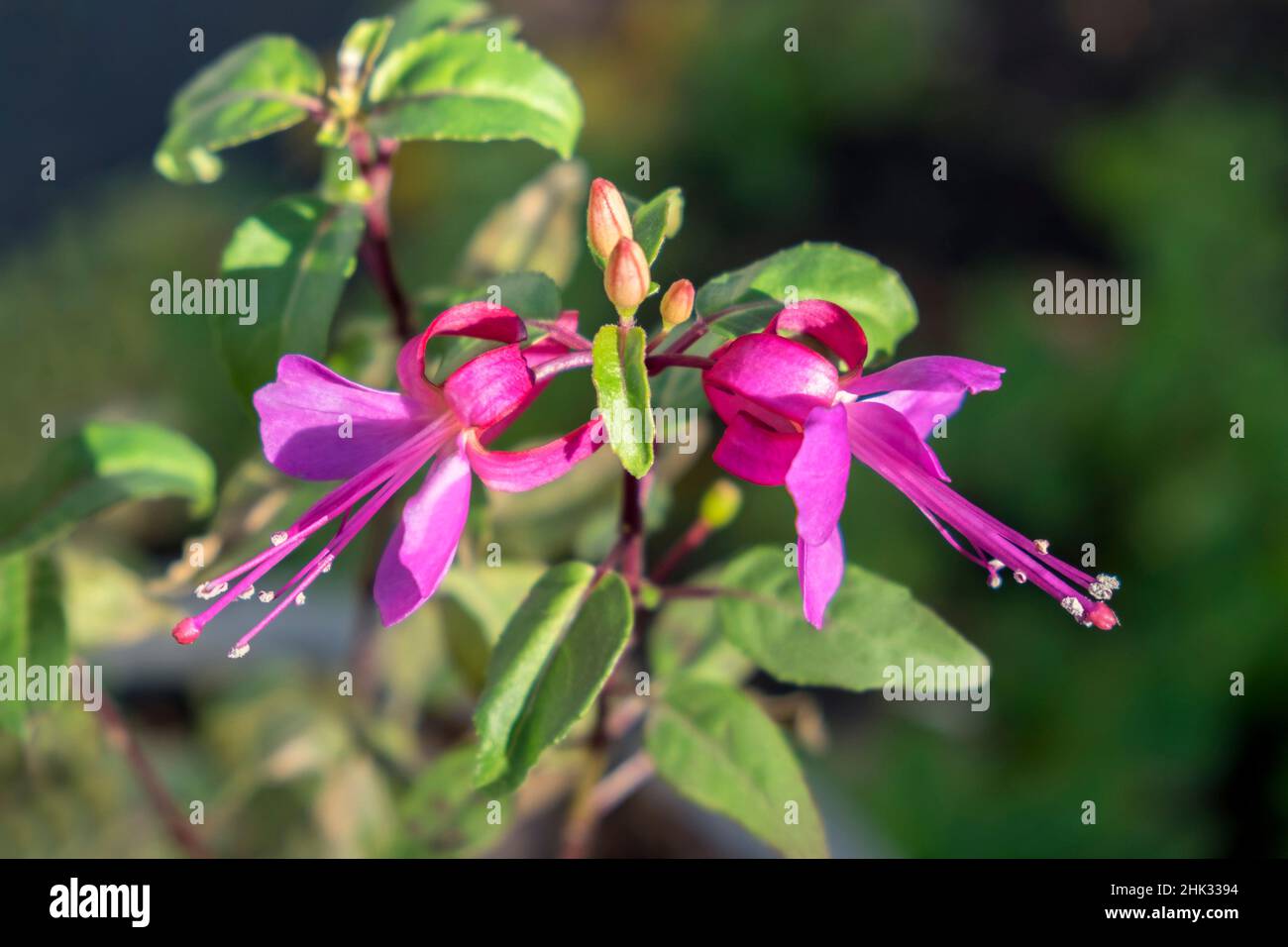 Focus close fuchsia spring hi-res stock photography and images - Alamy