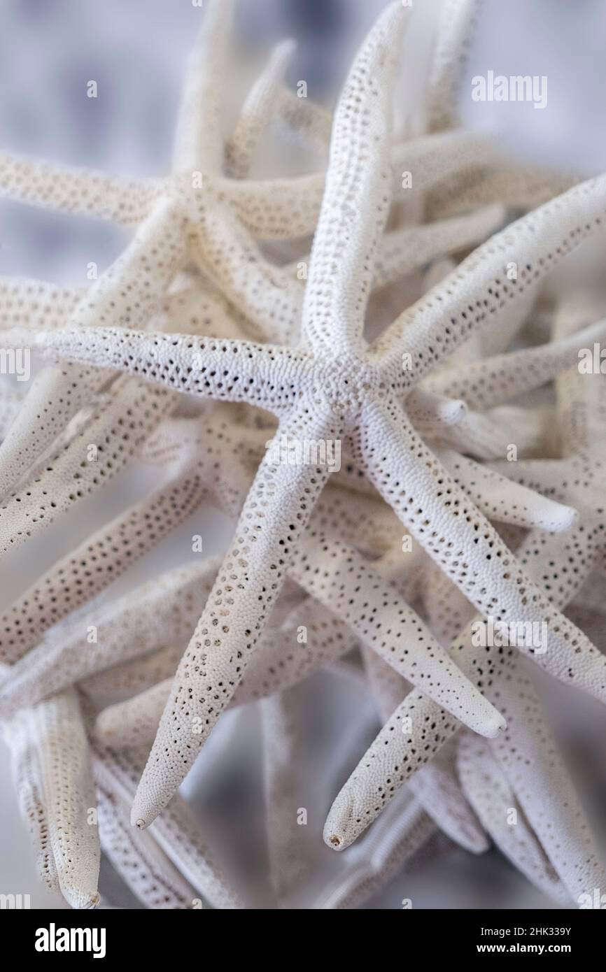 Jumbo White Spider Star, USA Stock Photo - Alamy