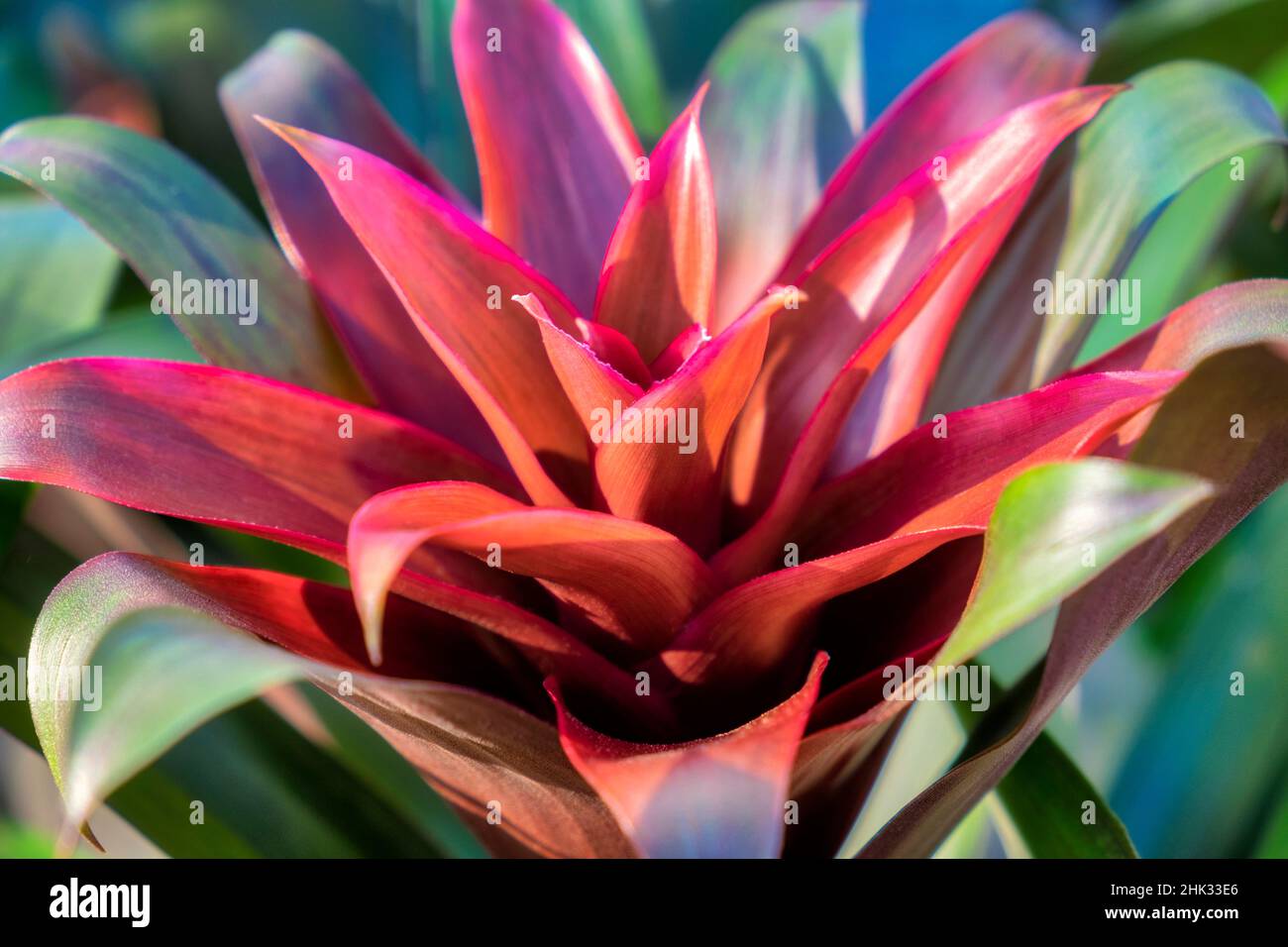 Green bromeliad hi-res stock photography and images - Alamy