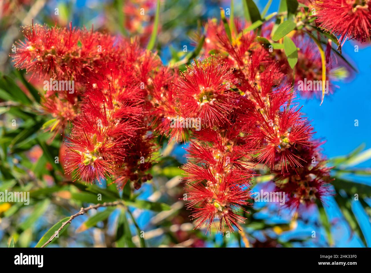 Callistemon, Bottlebrush tree, USA Stock Photo - Alamy