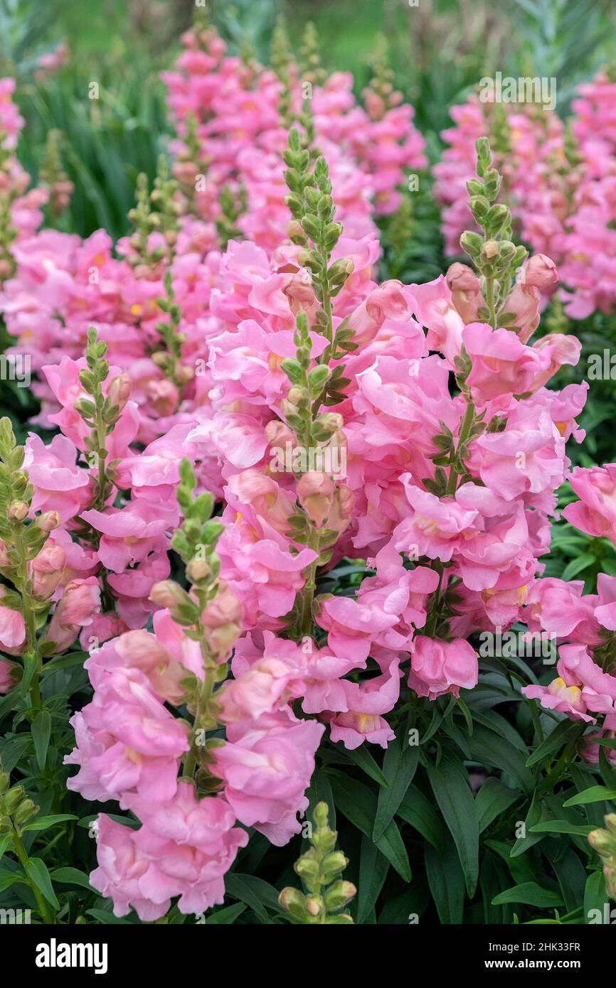 Pink Snapdragons, USA Stock Photo - Alamy