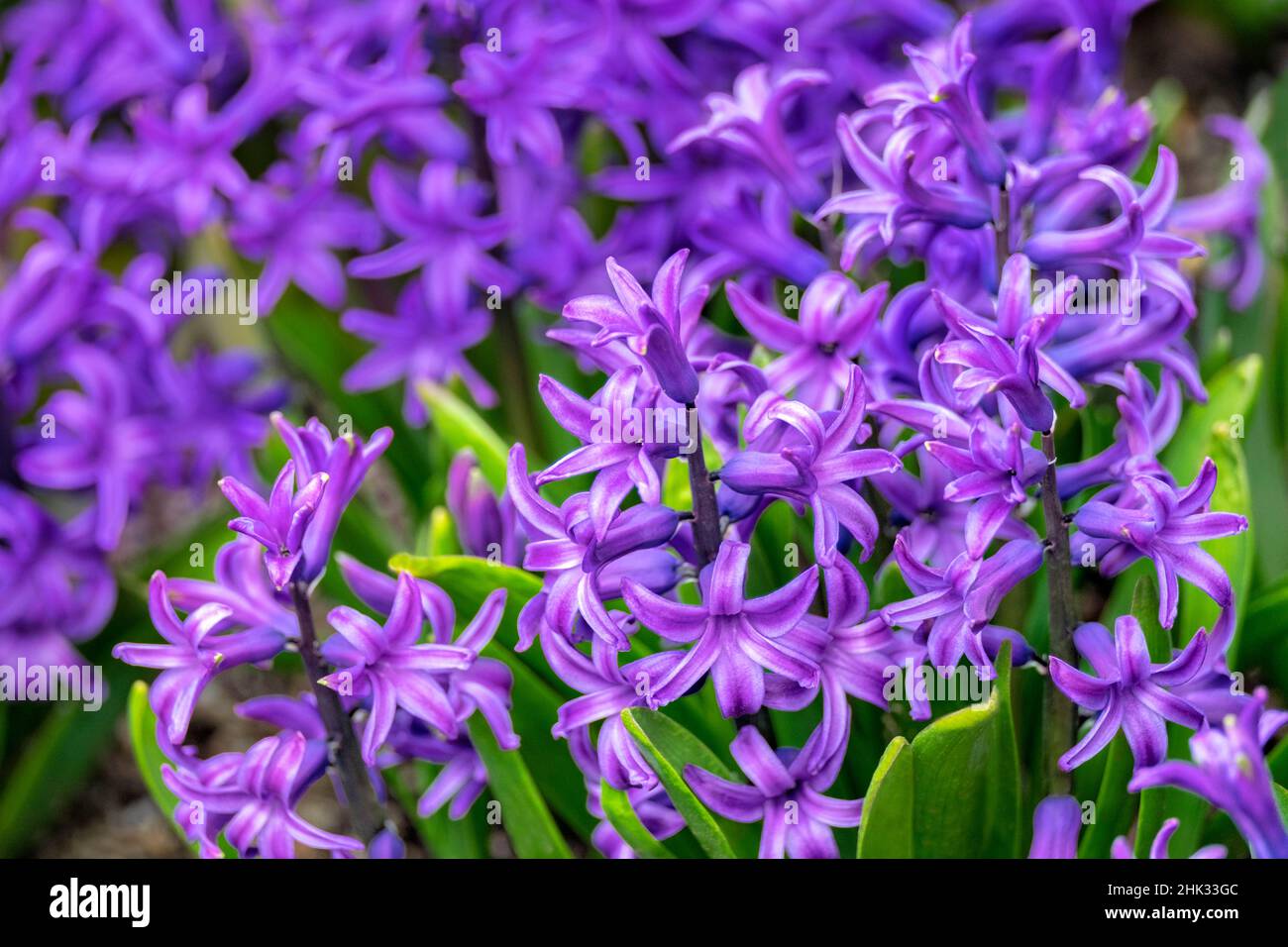 Purple hyacinth, USA Stock Photo - Alamy