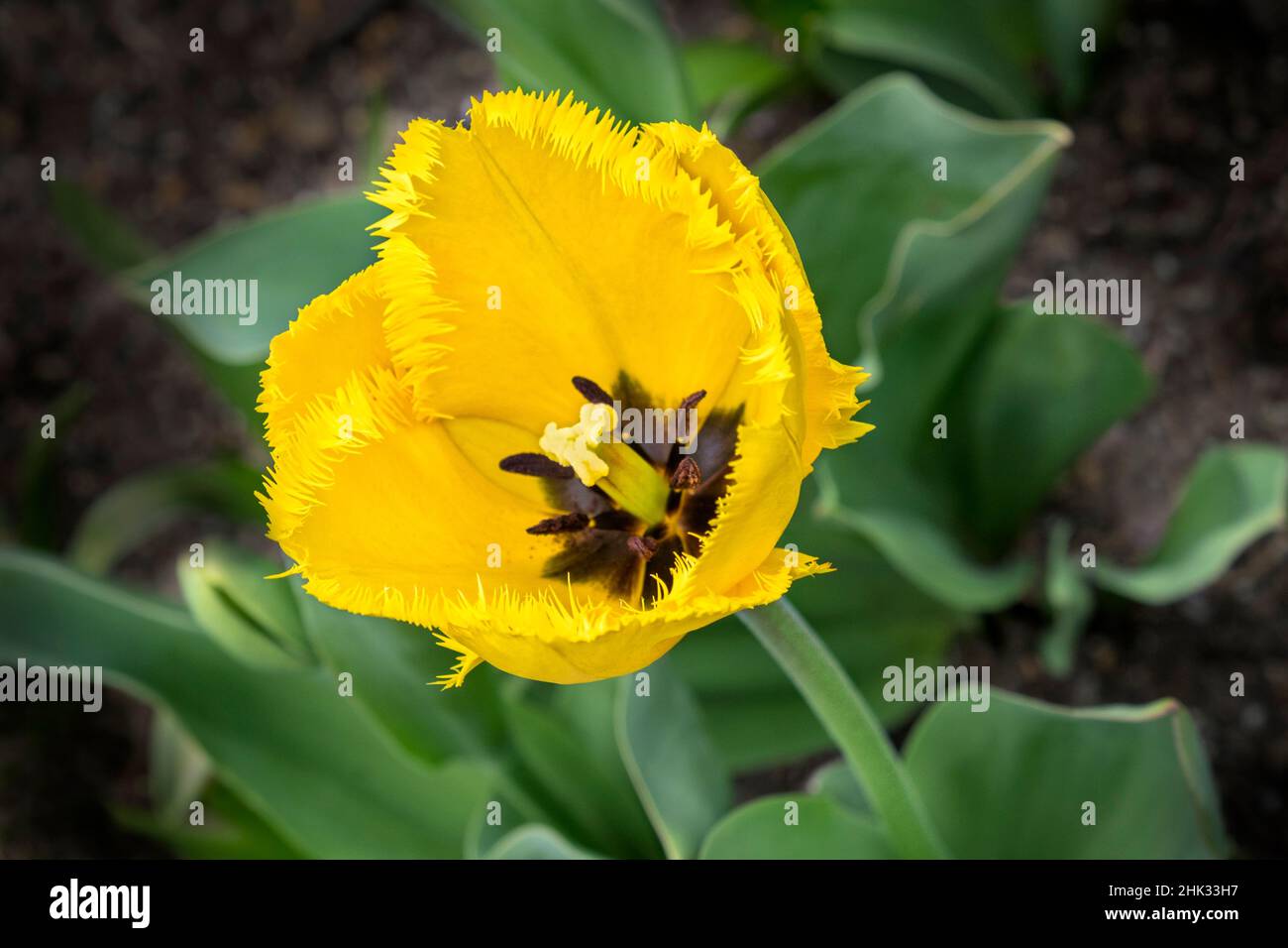 Hamilton tulip hi-res stock photography and images - Alamy
